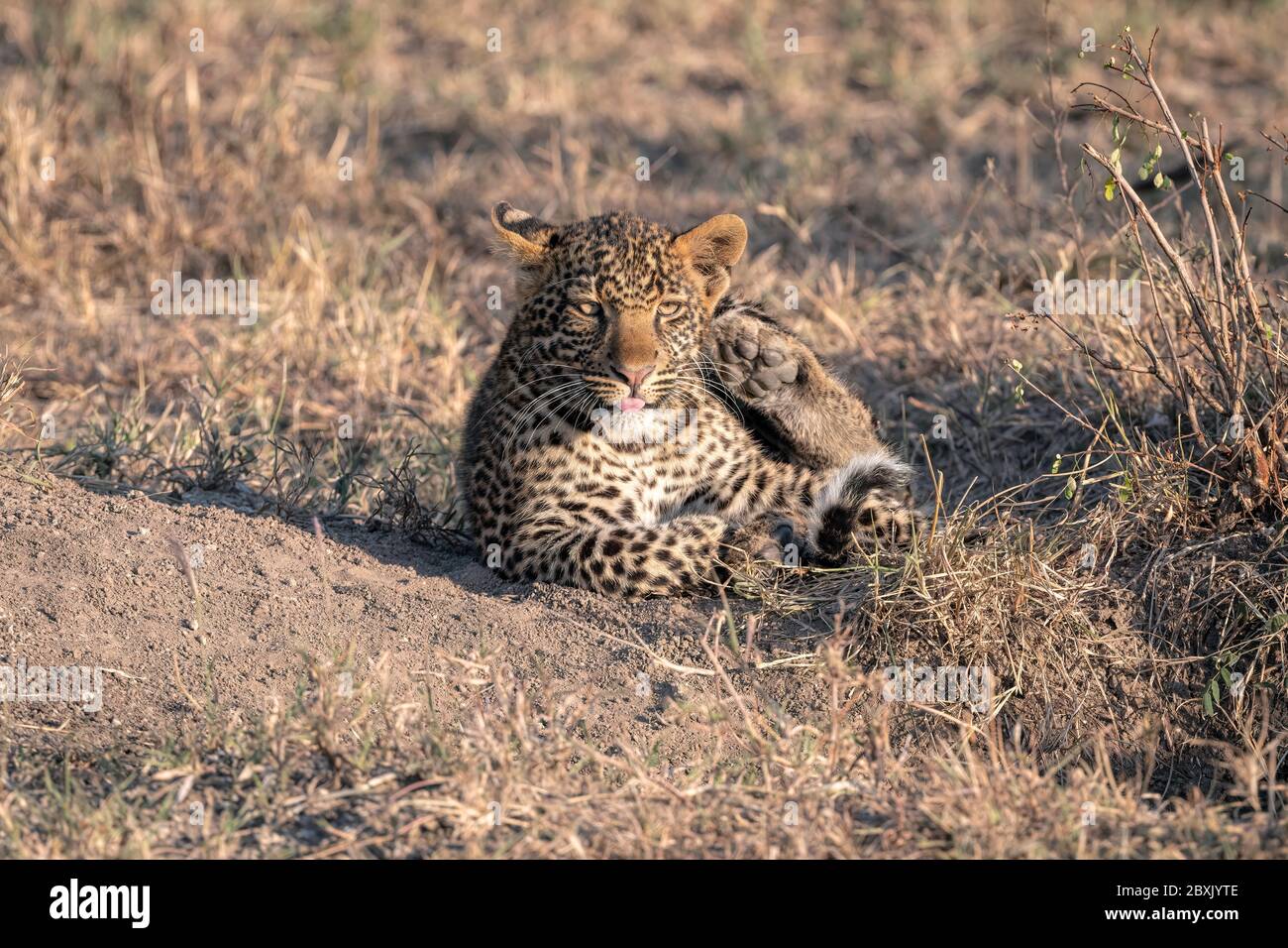 Leopard animal cat scratch hi-res stock photography and images - Alamy