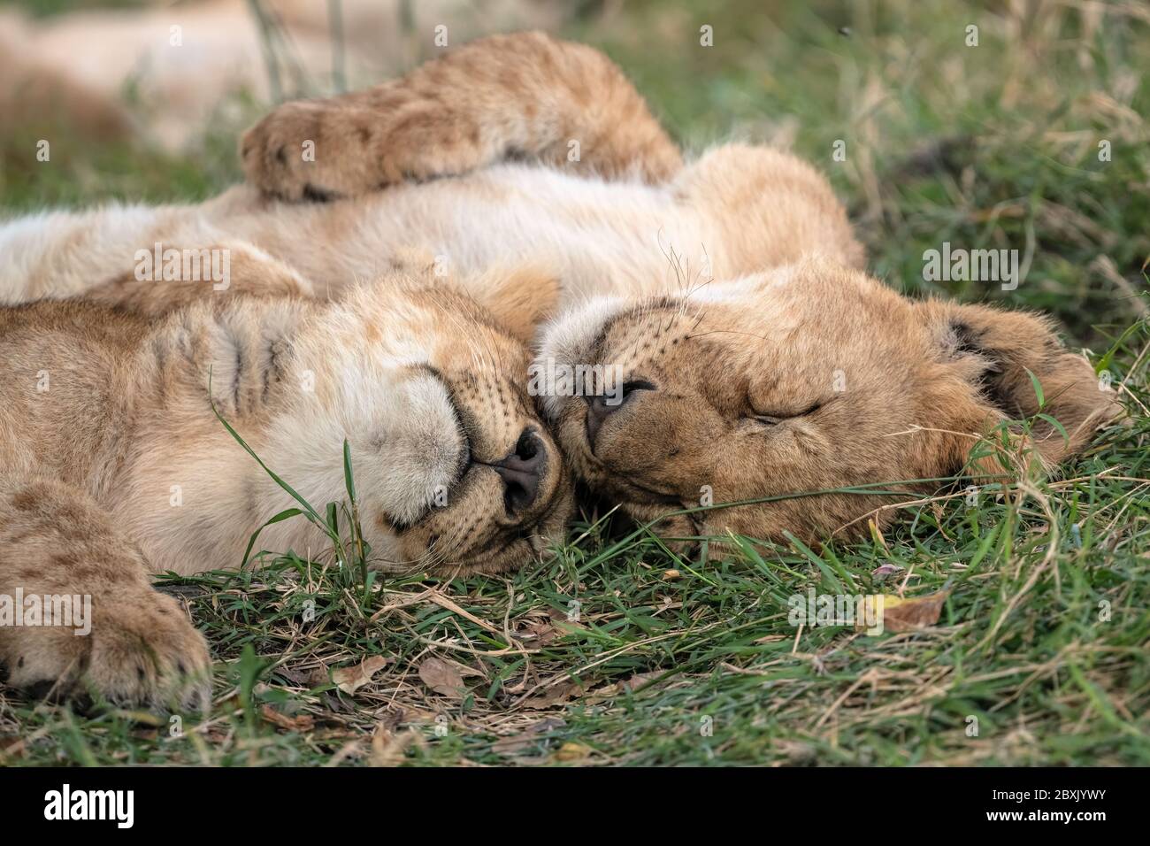 Baby Lion Sleeping High Resolution Stock Photography and Images - Alamy