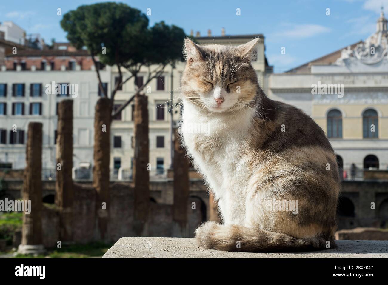 Cat in Rome Stock Photo - Alamy