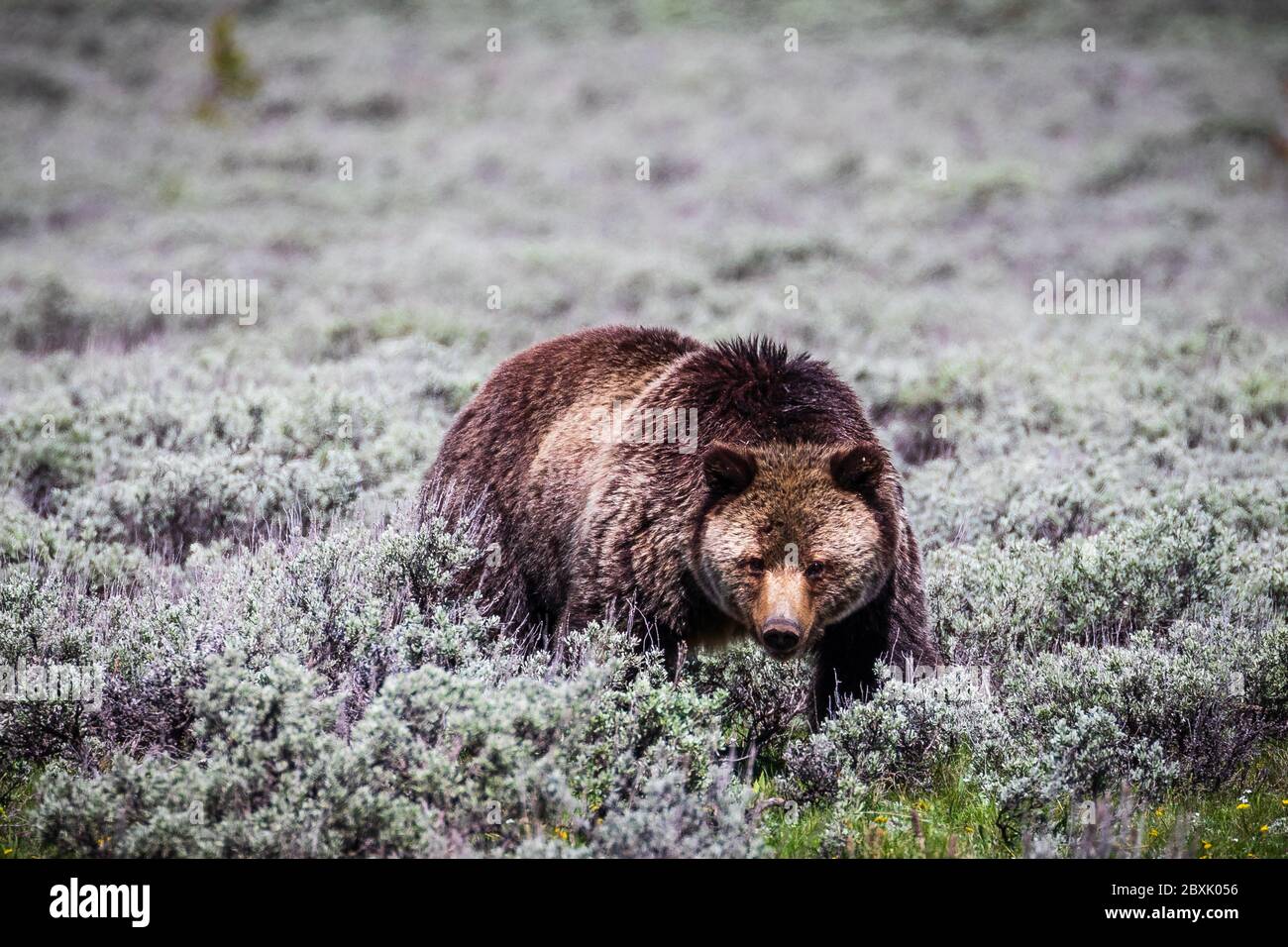 Grizzly bear yellowstone wyoming hi-res stock photography and images ...