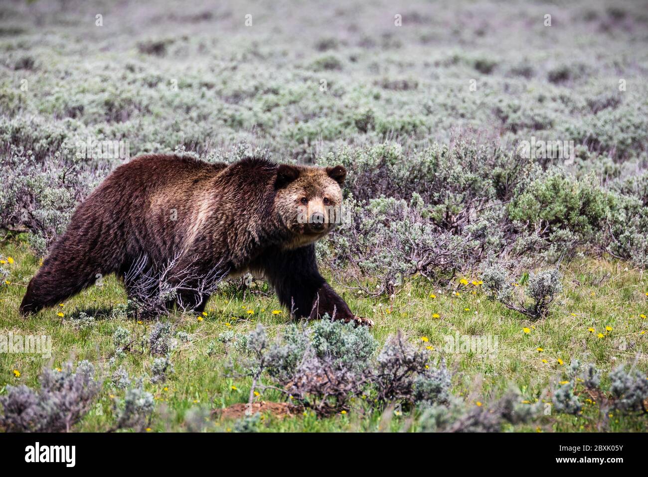 Grizzly bear Yellowstone National Park, WY Stock Photo - Alamy