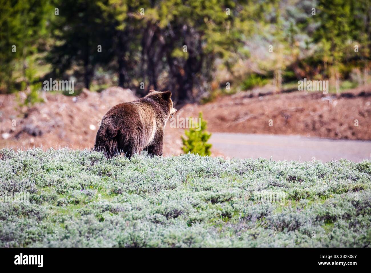 Grizzly bear Yellowstone National Park, WY Stock Photo - Alamy