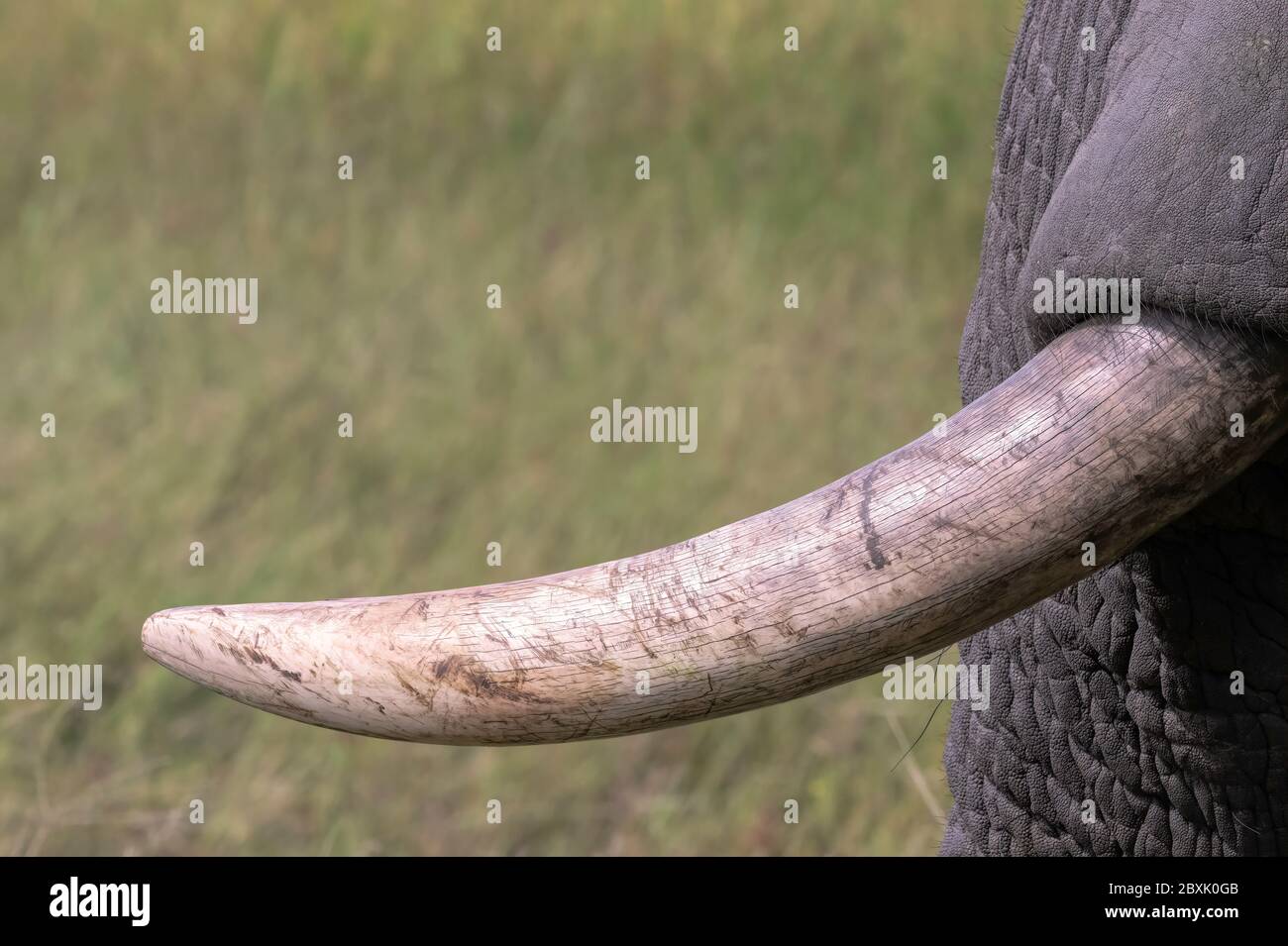 Scar motion hi-res stock photography and images - Alamy