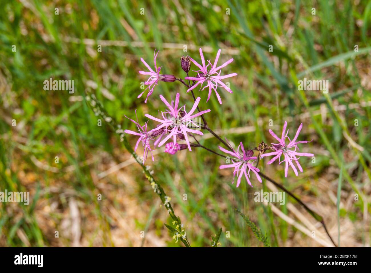 Lychnis flos-cuculi, commonly called ragged-robin Stock Photo - Alamy
