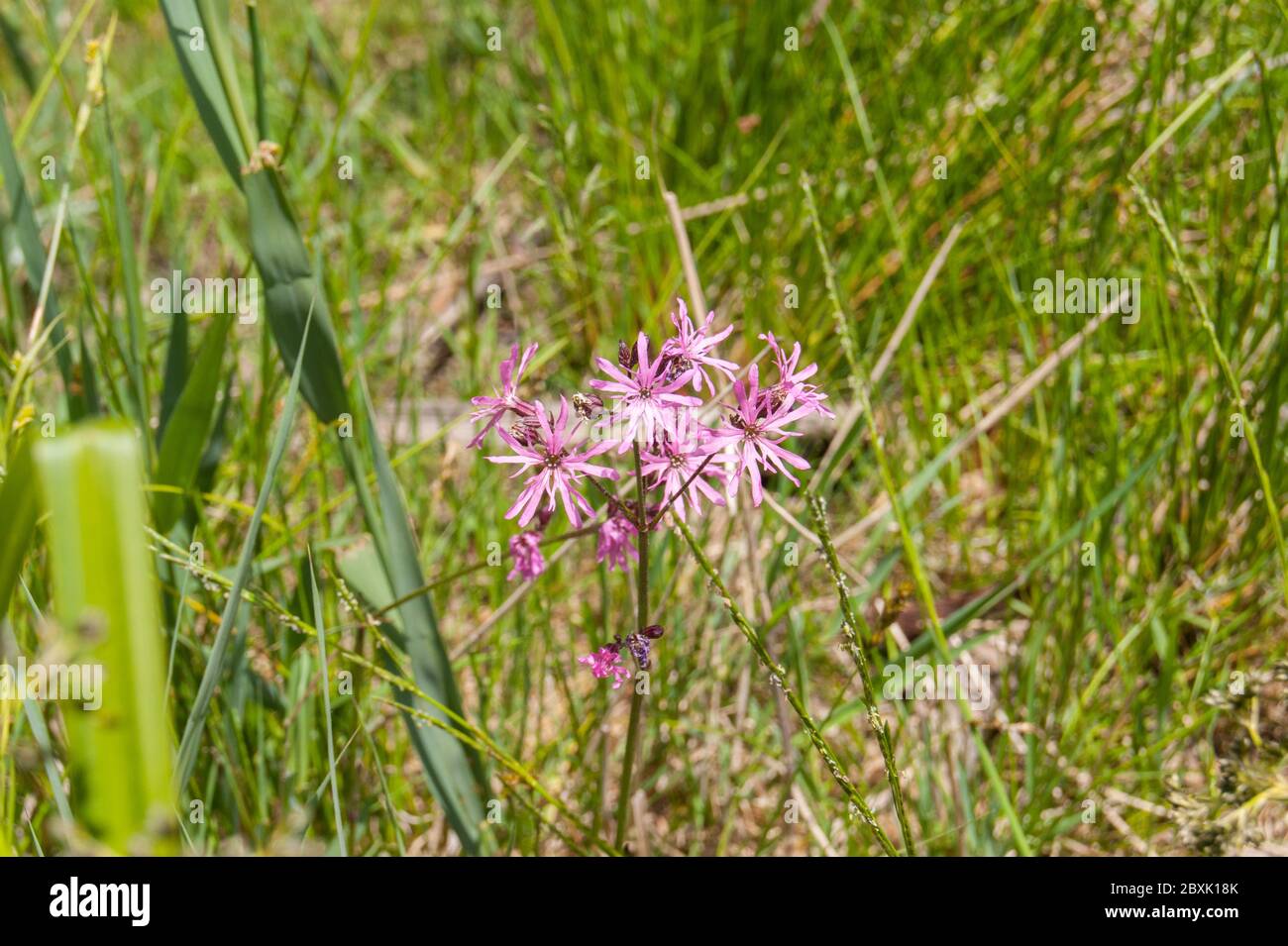 Lychnis flos-cuculi, commonly called ragged-robin Stock Photo - Alamy