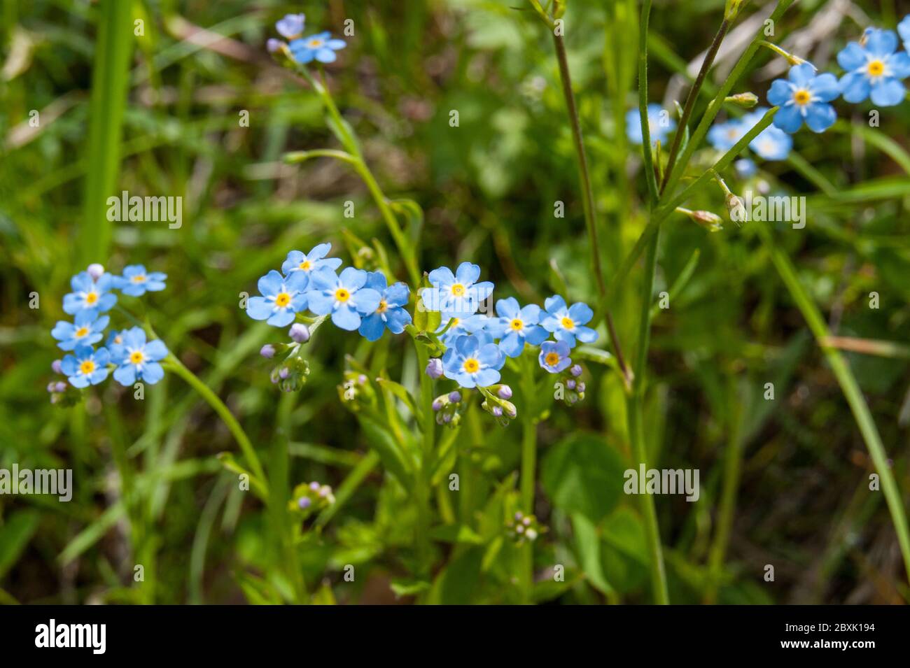 Myosotis scorpioides true or water forget-me-not Stock Photo - Alamy