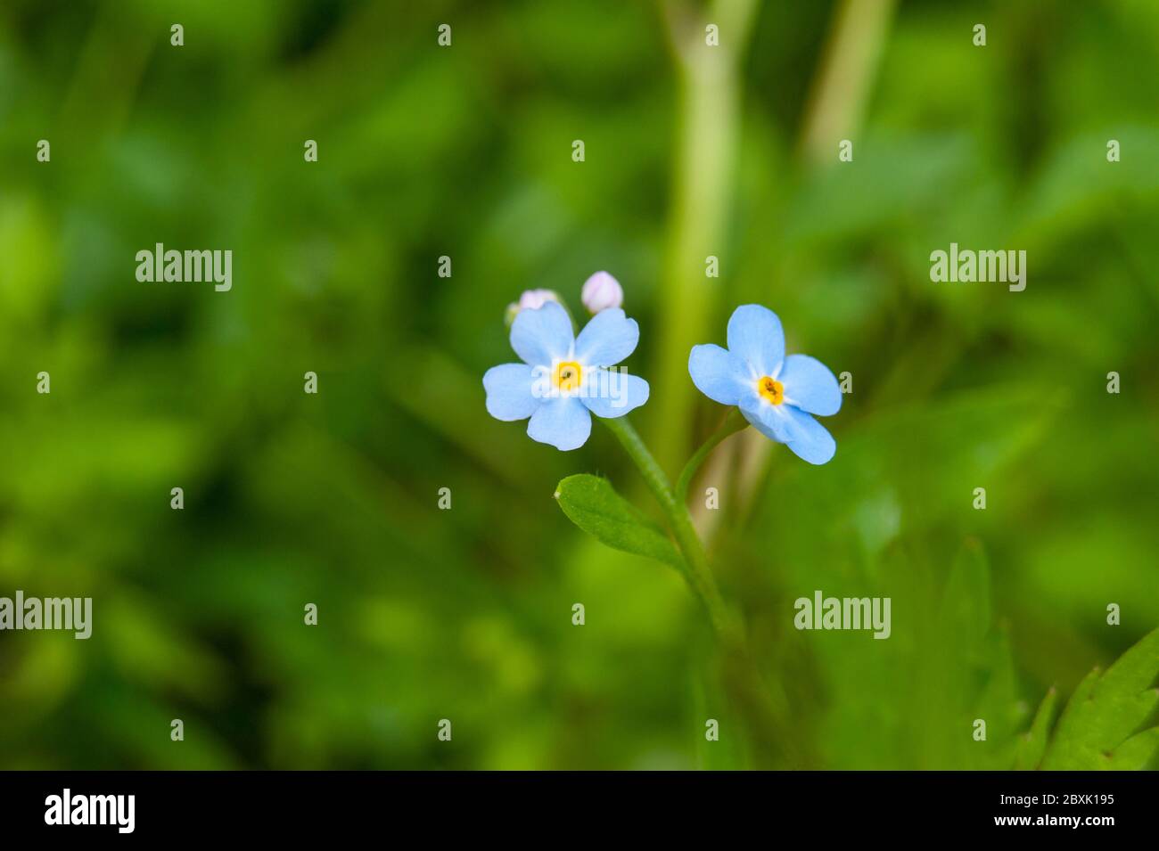 Myosotis scorpioides leaf hi-res stock photography and images - Alamy