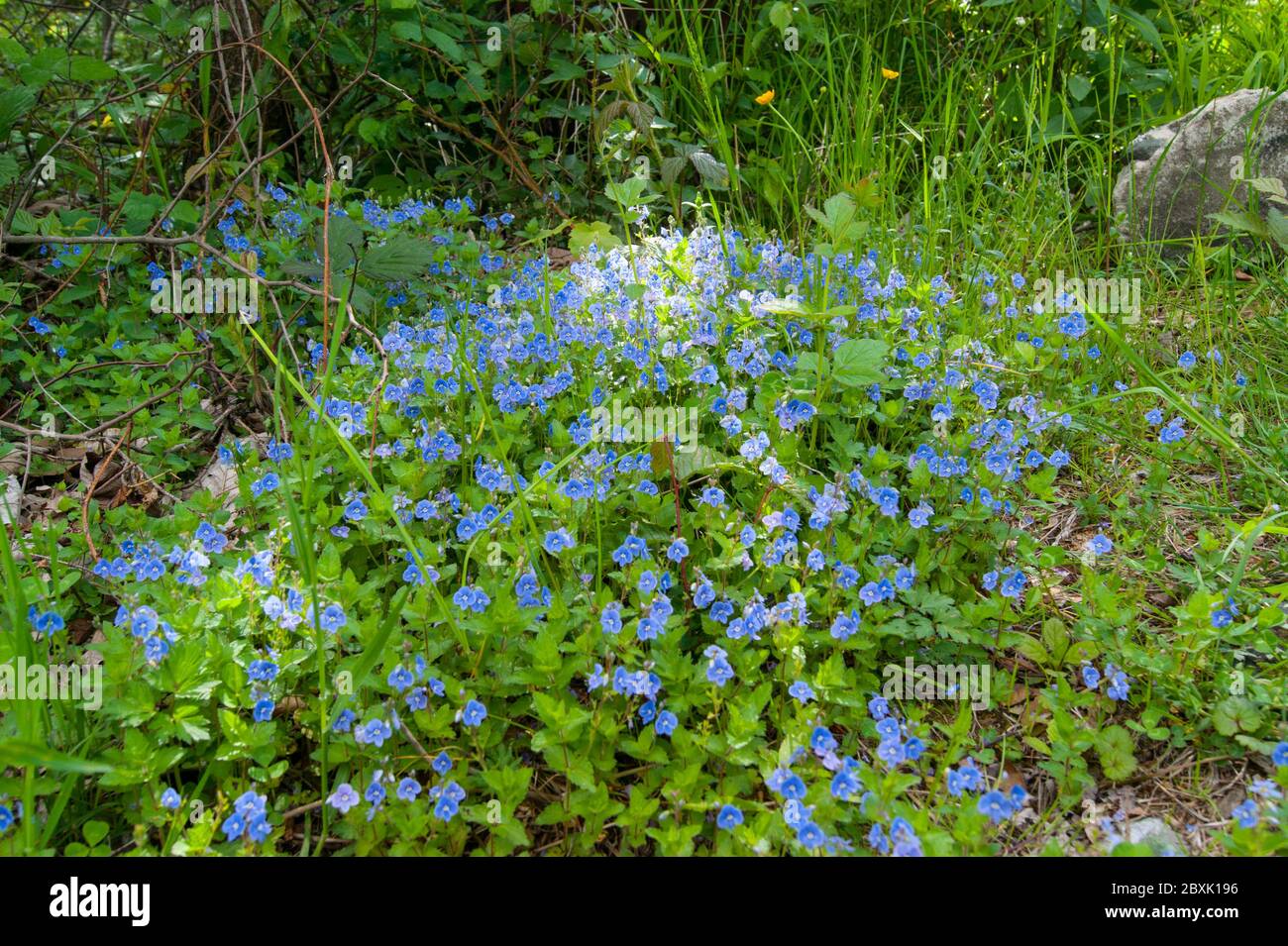 Veronica chamaedrys the germander speedwell flowers Stock Photo - Alamy