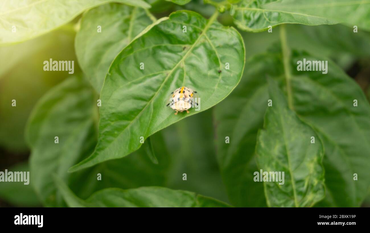 Chili leaves and an insect on it. Chili cultivation is one of the ...