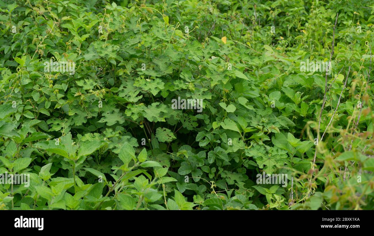 The shrubs are covered with bushes around the yard Stock Photo - Alamy