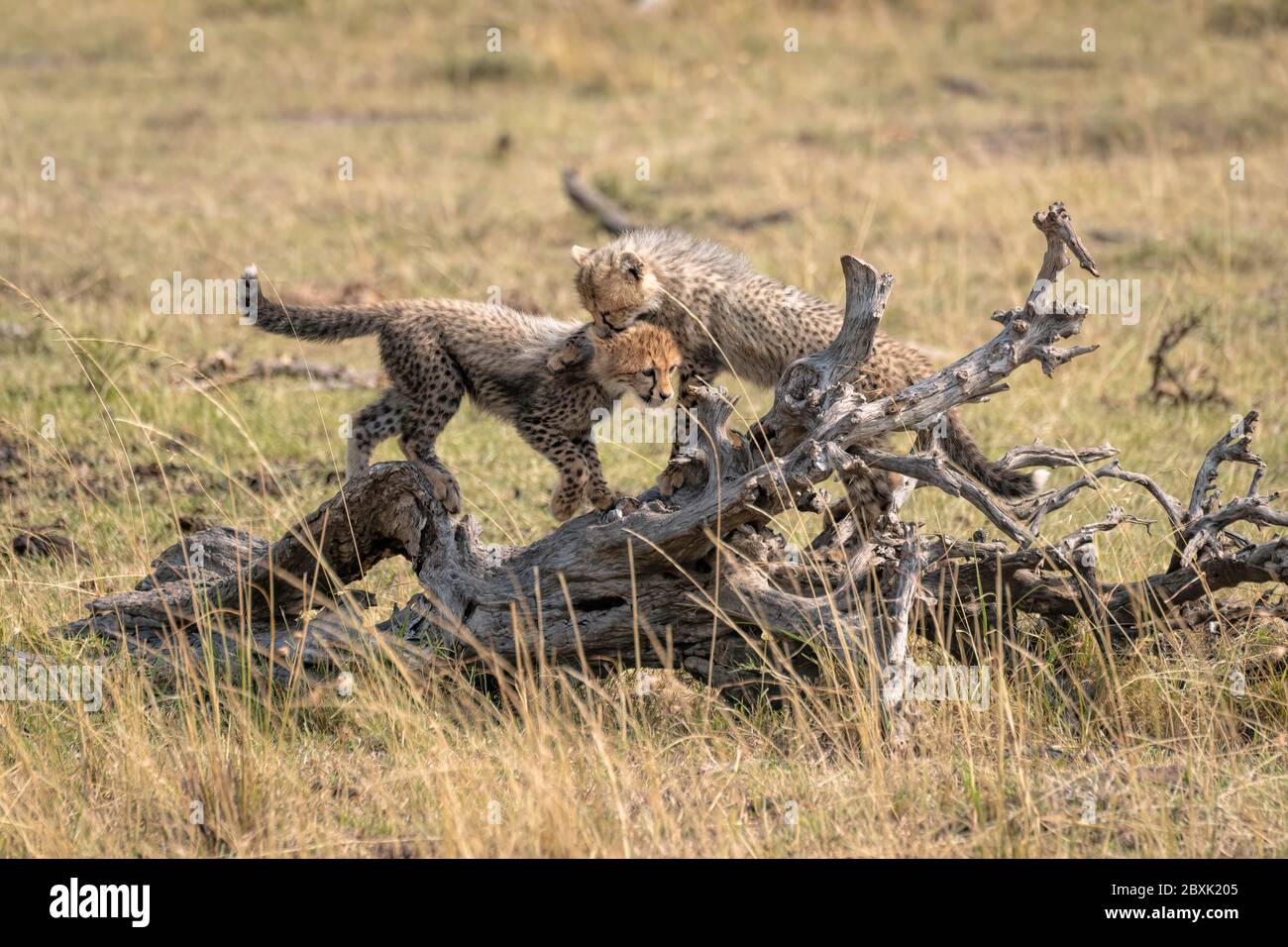 Cheetah climb hi-res stock photography and images - Alamy