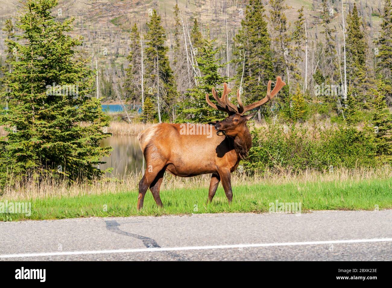 Deer grazing in the Jasper National Park - Alberta, Canada Stock Photo ...
