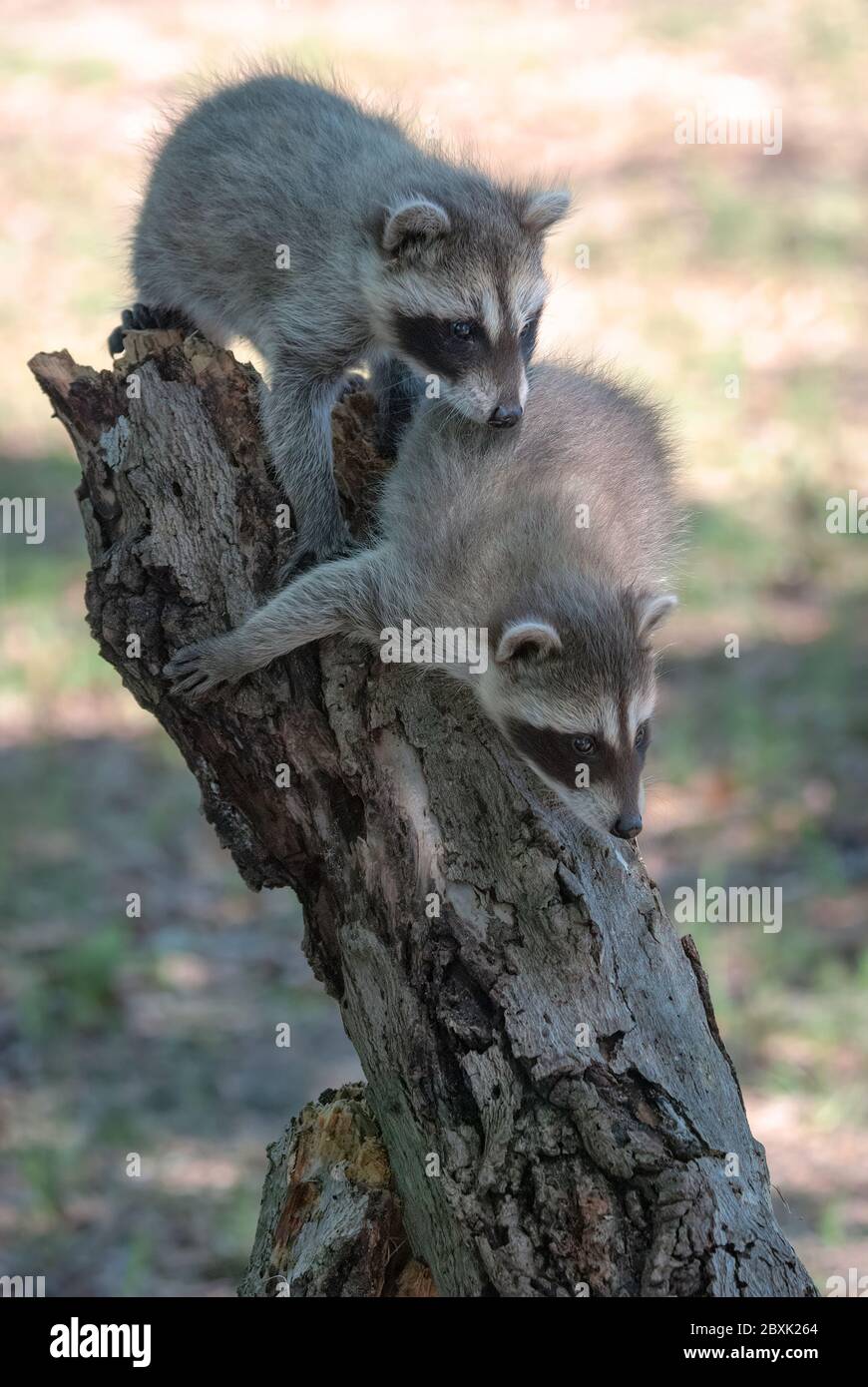 Raccoon two babies climbing tree hi-res stock photography and images ...