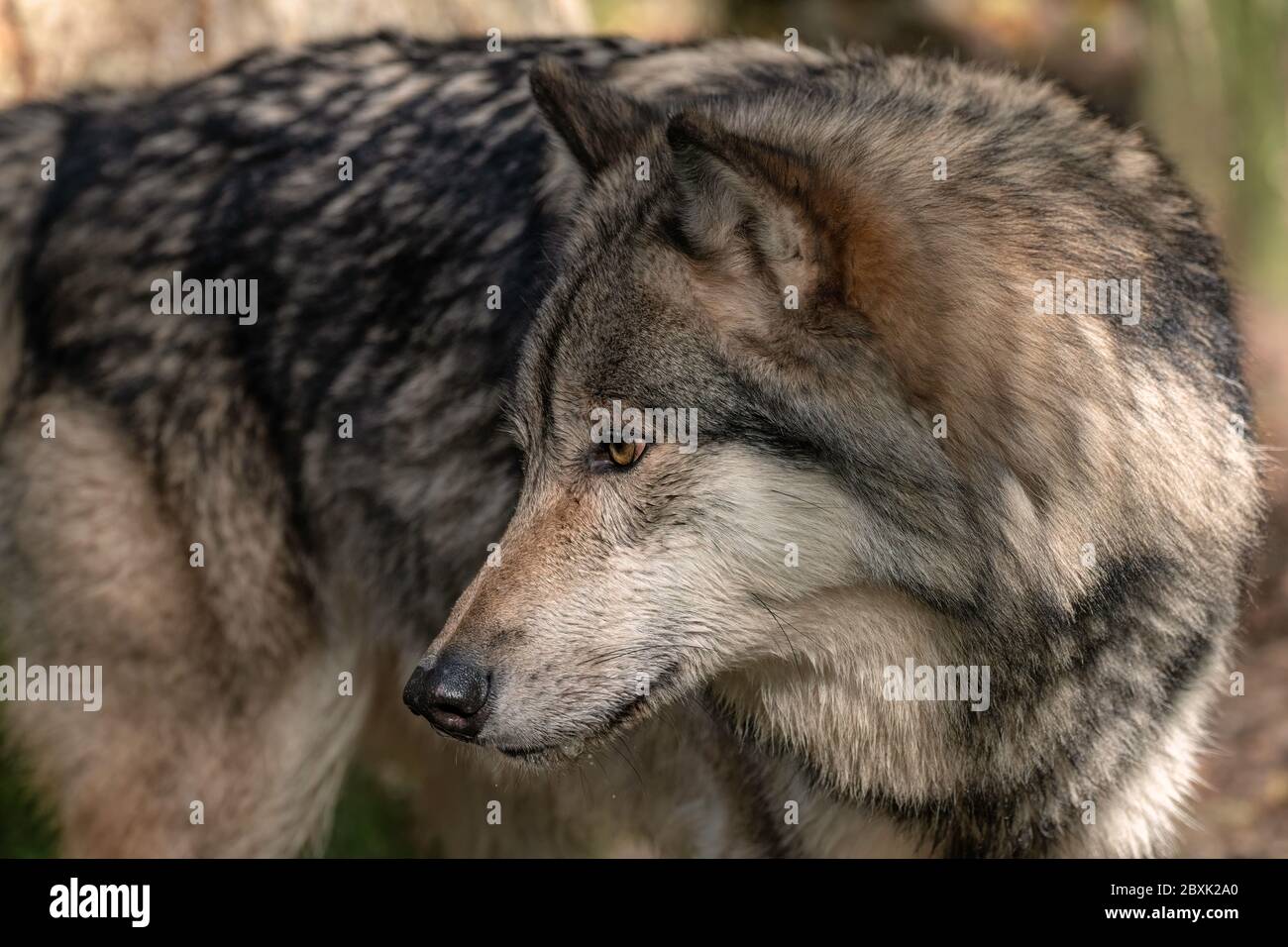 North american timber wolves hi-res stock photography and images - Alamy