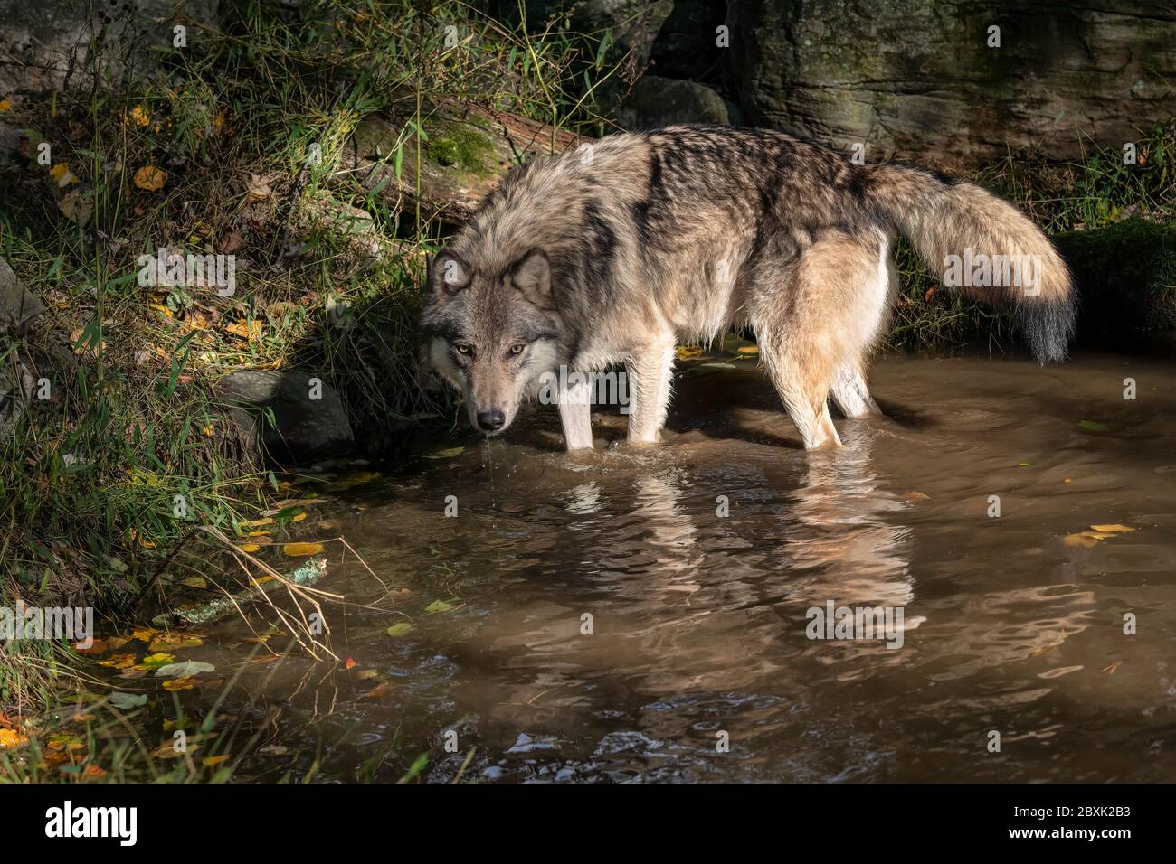 Portrait A Wet Wolf High Resolution Stock Photography and Images - Alamy