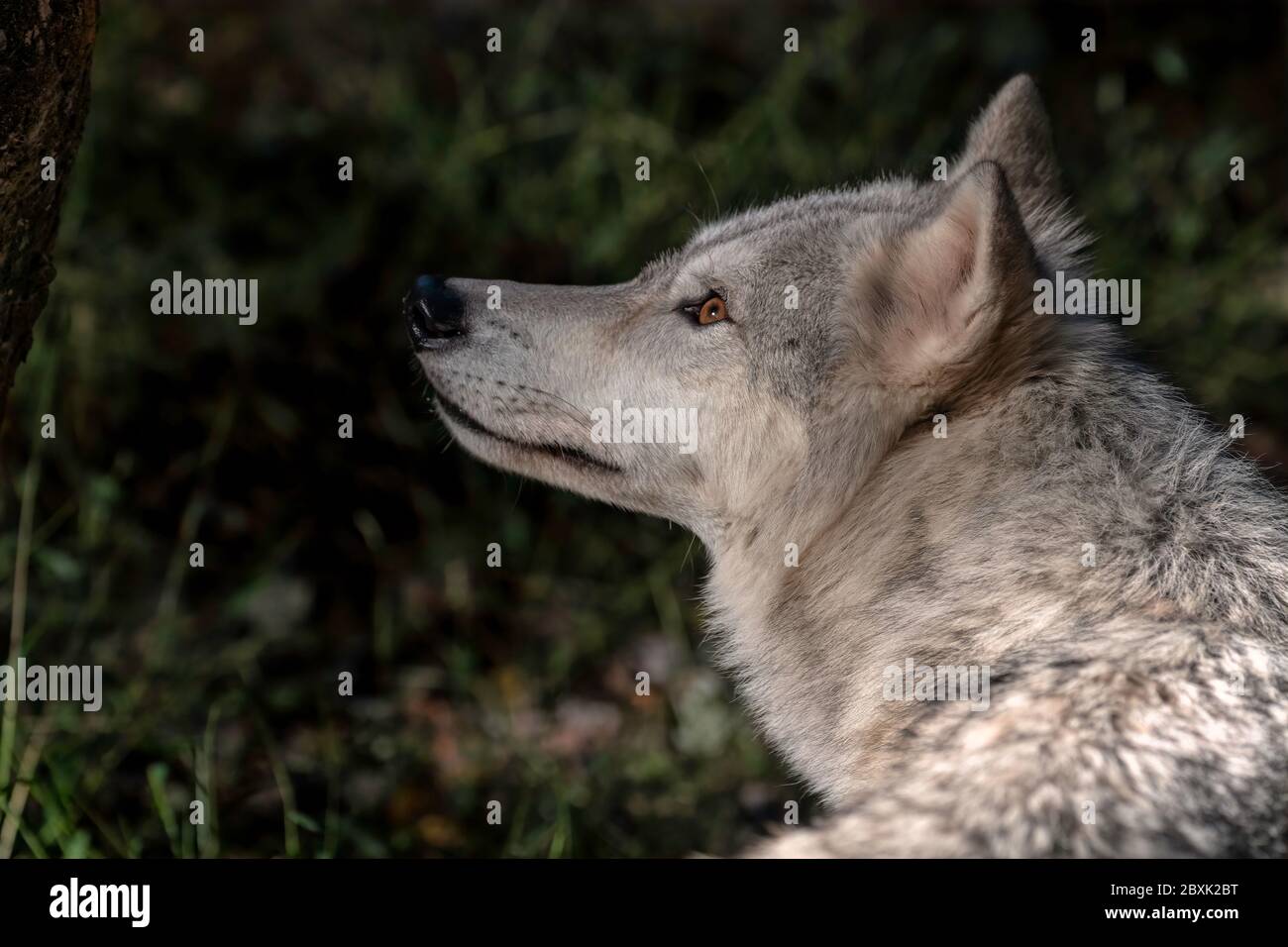 Grey wolf (canis lupus) profile hi-res stock photography and images - Alamy