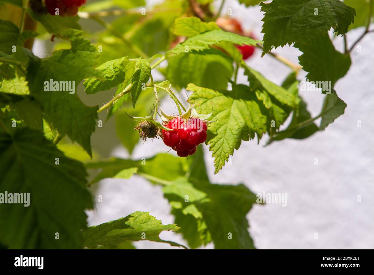 Details of the green leaves of a raspberry plant in a pot, in urban ...