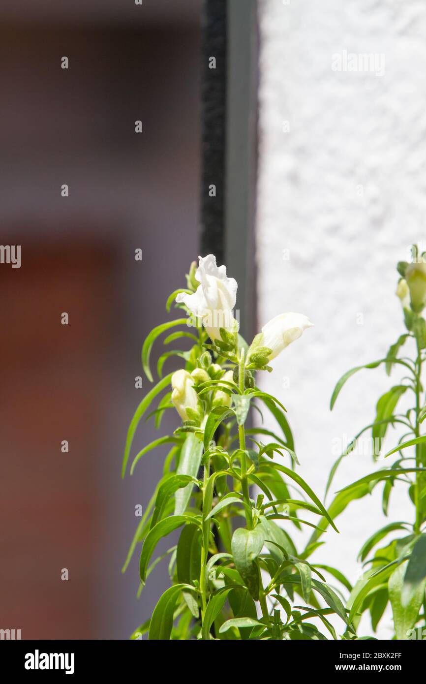 White dragon flowers or snapdragons (Antirrhinum) over white background ...