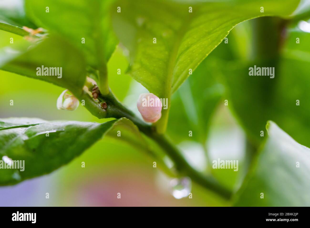 Macro image of buds of the blossom of potted lemon tree (Citrus limon ...