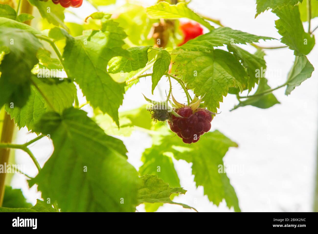 Details of the green leaves and fruits of a raspberry plant in a pot ...