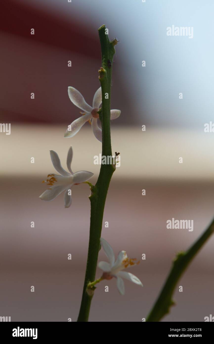 Macro image of buds of the blossom of potted lemon tree (Citrus limon ...
