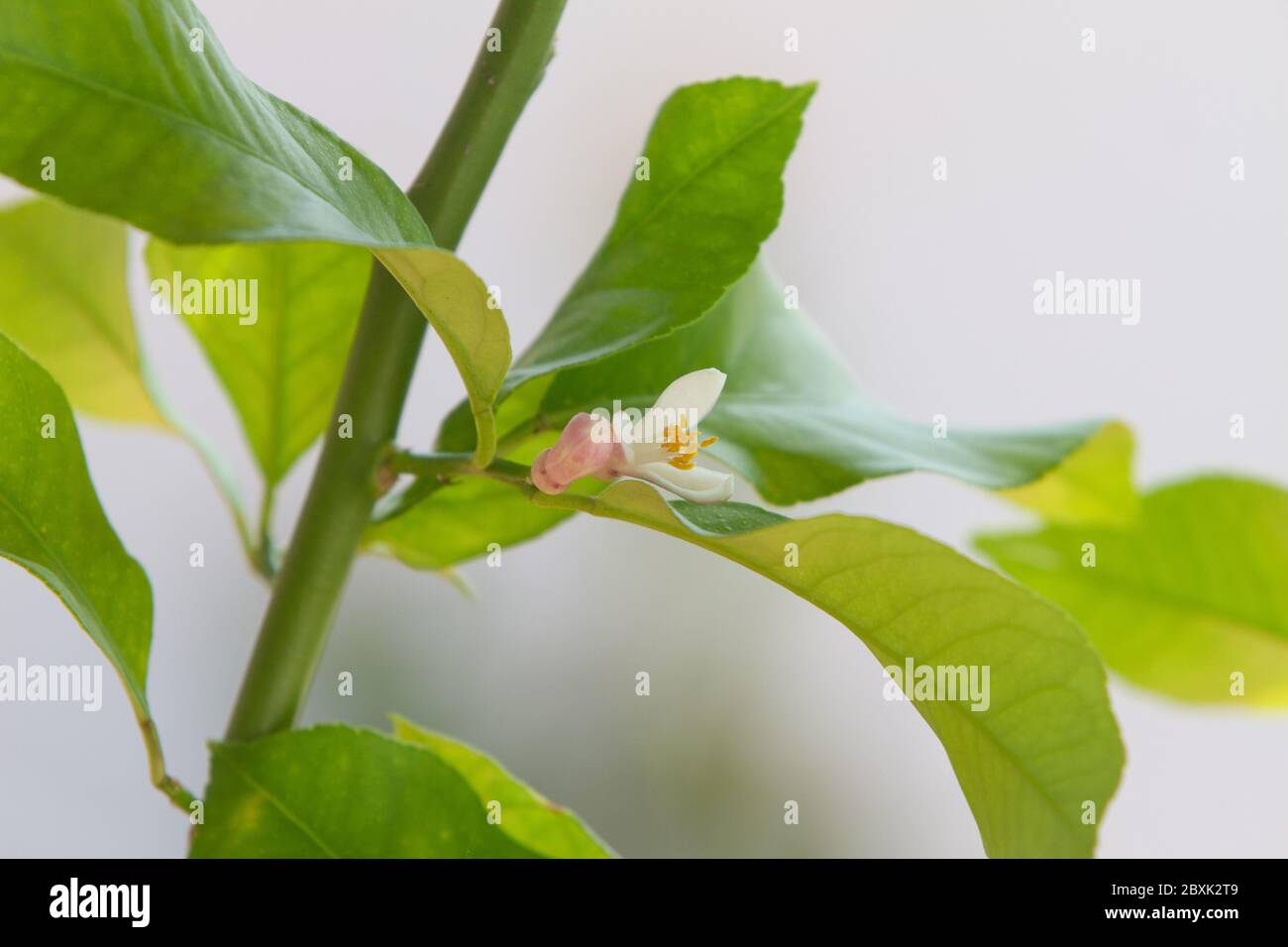 Macro image of buds of the blossom of potted lemon tree (Citrus limon ...