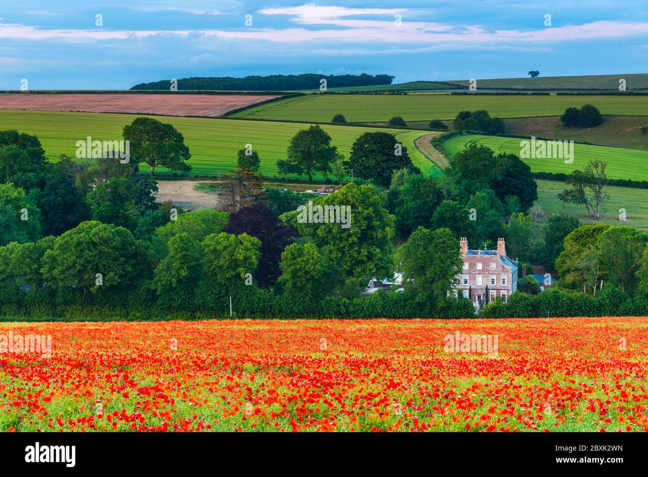 Forston, Dorset, UK. 7th June 2020. UK Weather. A carpet of red poppies ...
