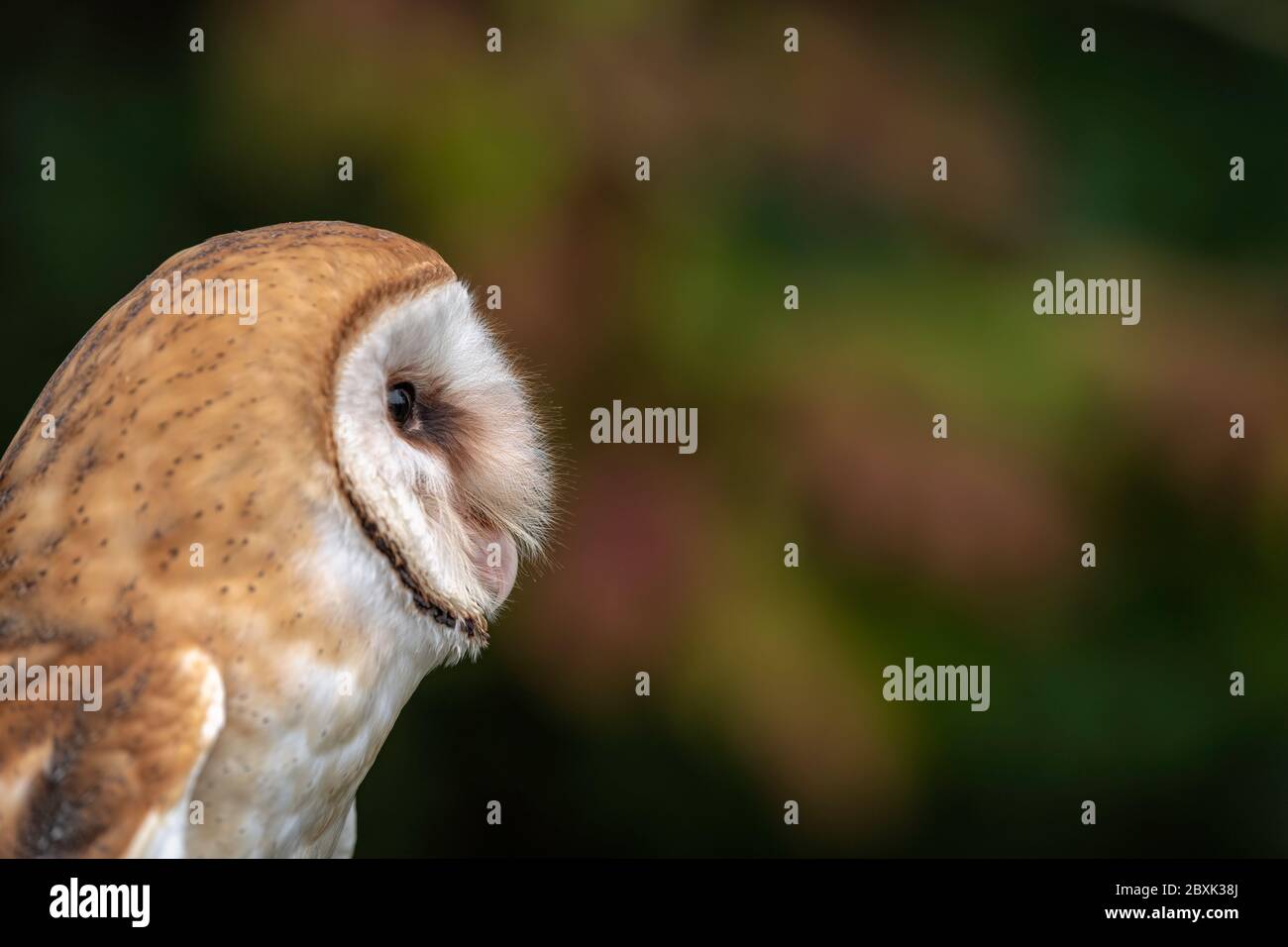 Barn owl beak open hi-res stock photography and images - Alamy
