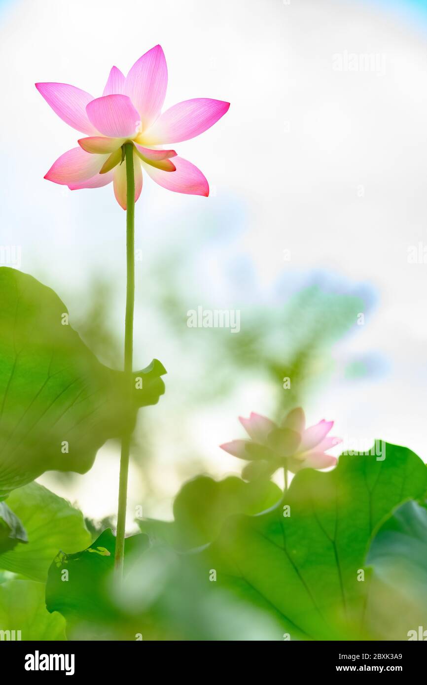 low angle view of a blooming lotus flower vertical composition Stock ...