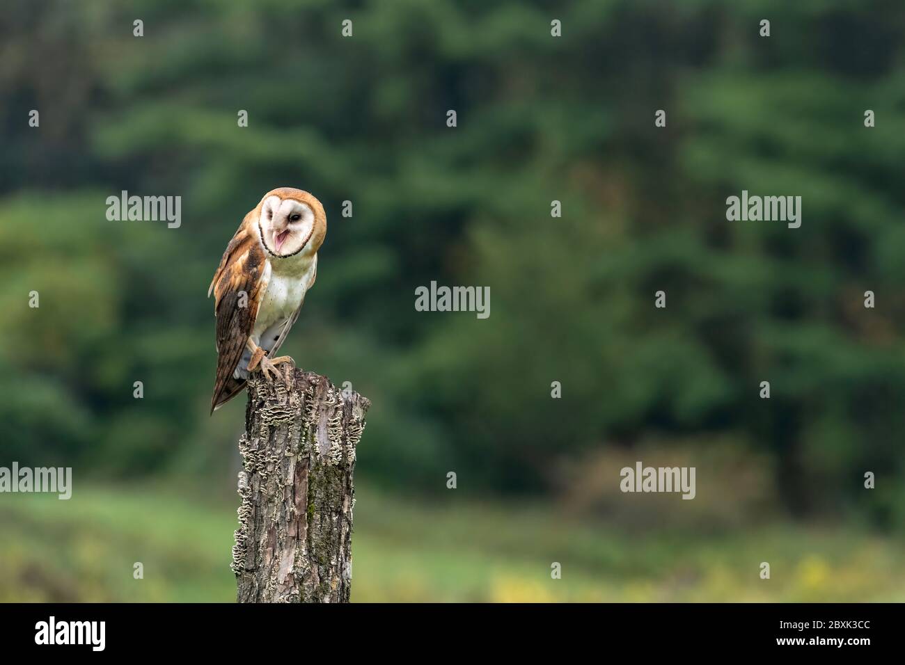 Barn owl in middle of tree hi-res stock photography and images - Alamy