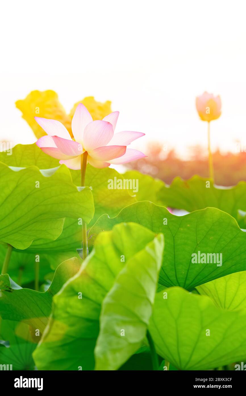 blooming lotus flower with sunshine vertical composition Stock Photo ...