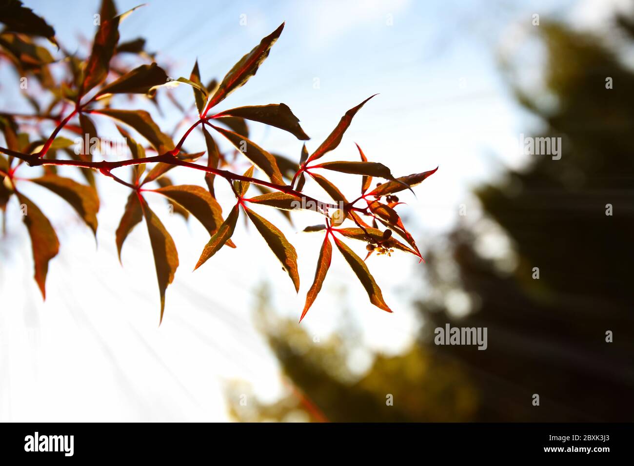Light shining through maple tree illuminating the leaves, Eastern ...