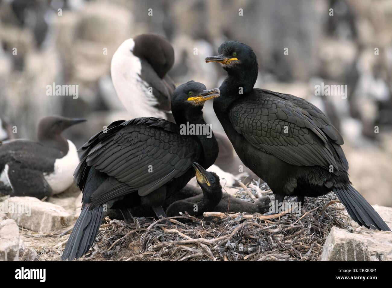 Shags with young hi-res stock photography and images - Alamy