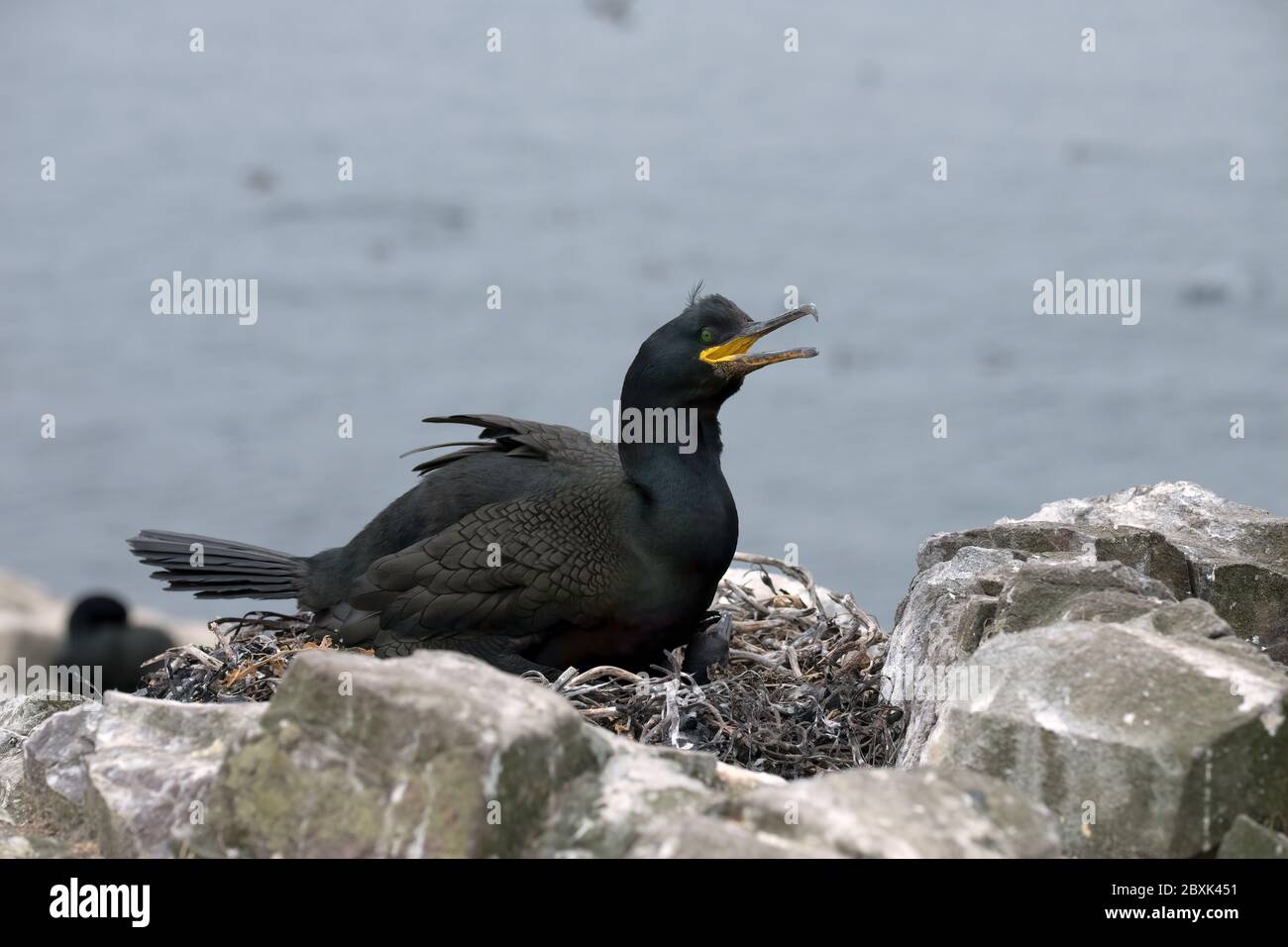 Shag and chicks in nest hi-res stock photography and images - Alamy