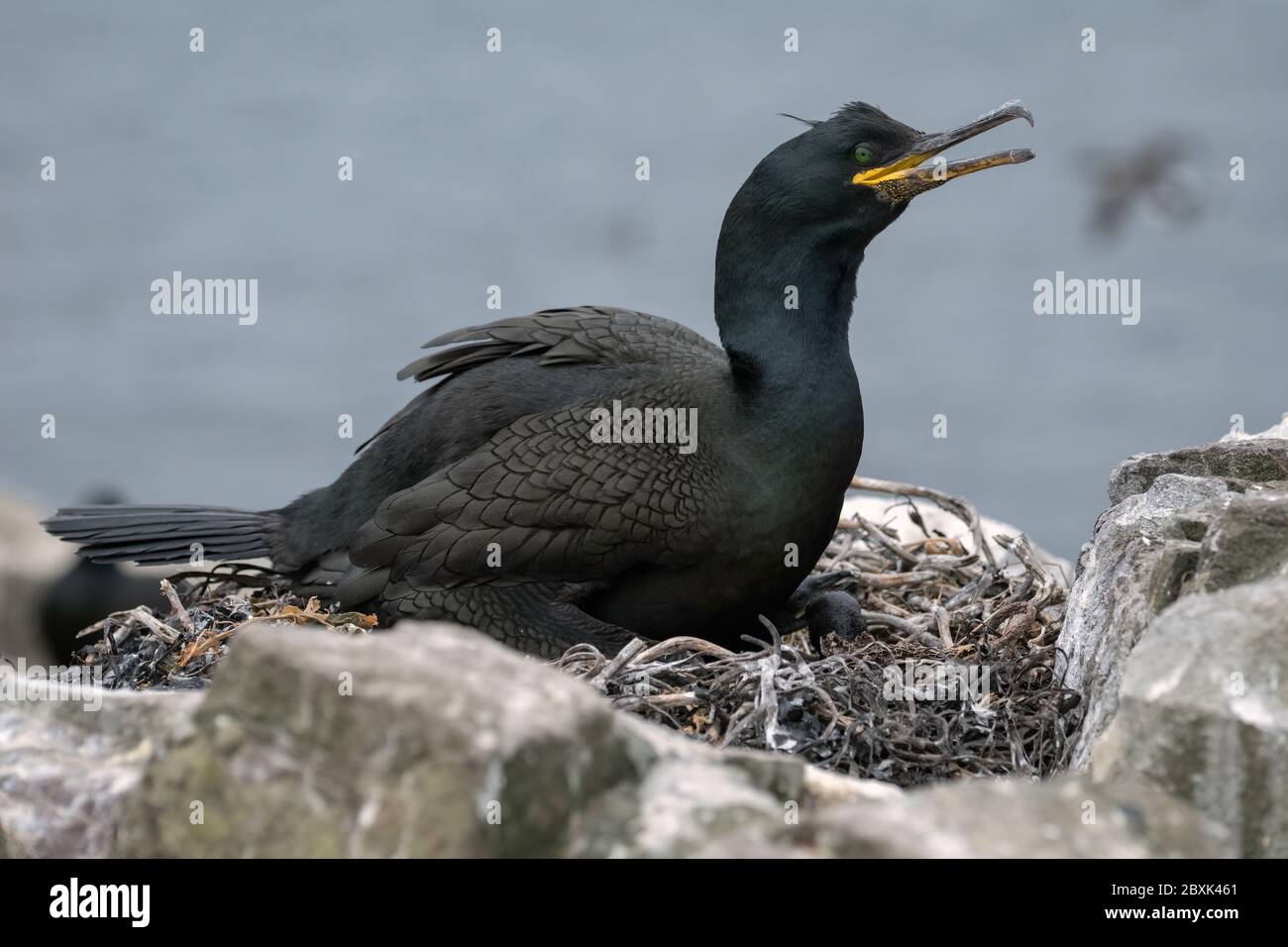 Shag and chicks in nest hi-res stock photography and images - Alamy