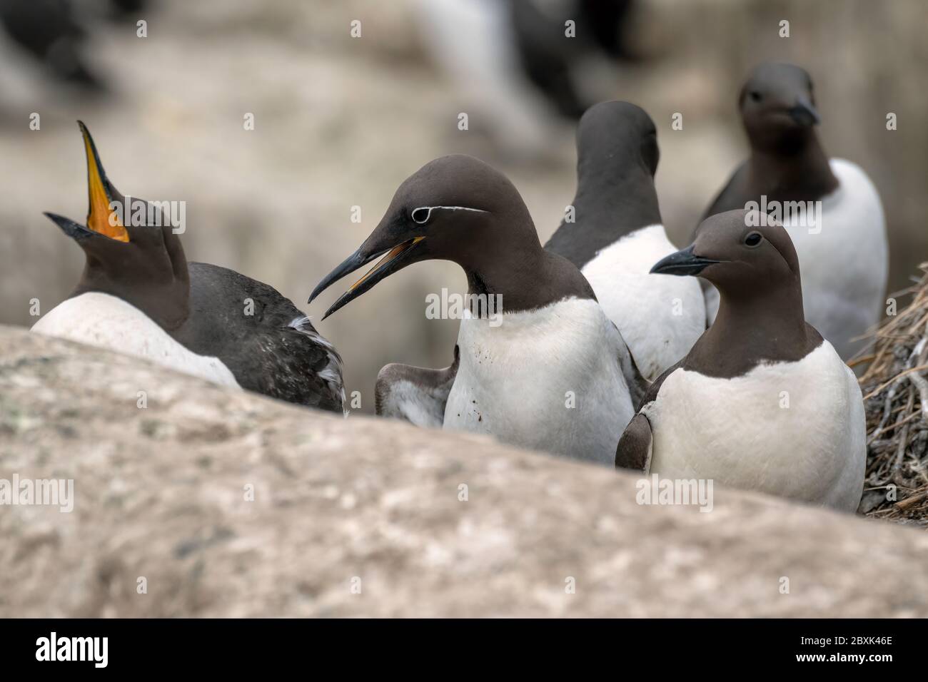 Common Murre Nest High Resolution Stock Photography and Images - Alamy