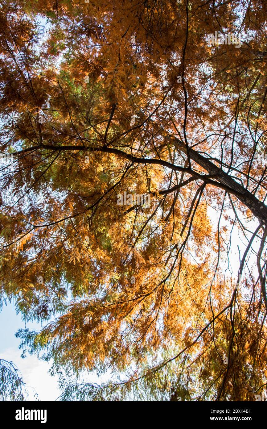 Autumn tree leaves texture background. leaf background texture Stock ...