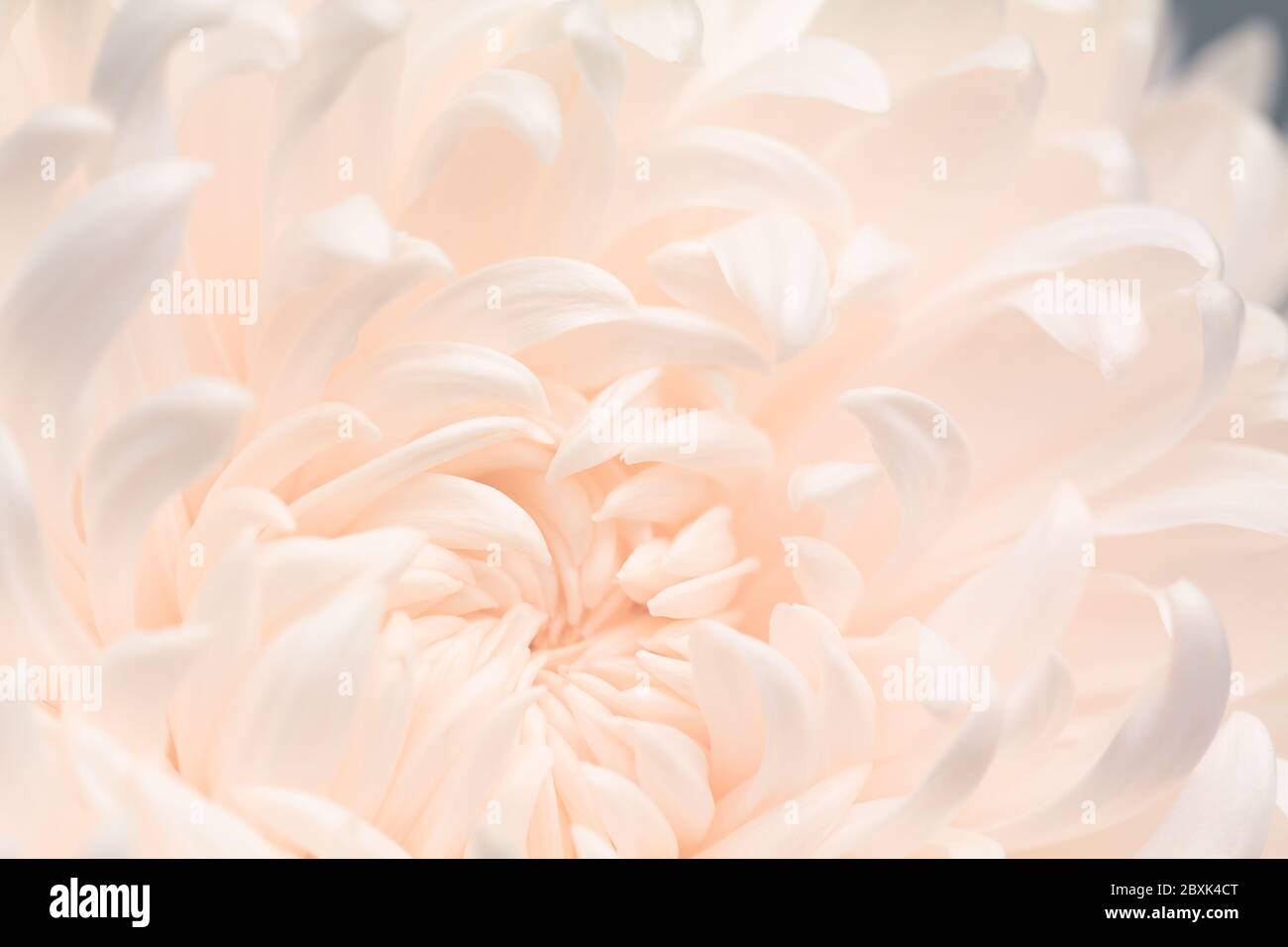 Close up cremone chrysanthemum flowers hi-res stock photography and ...