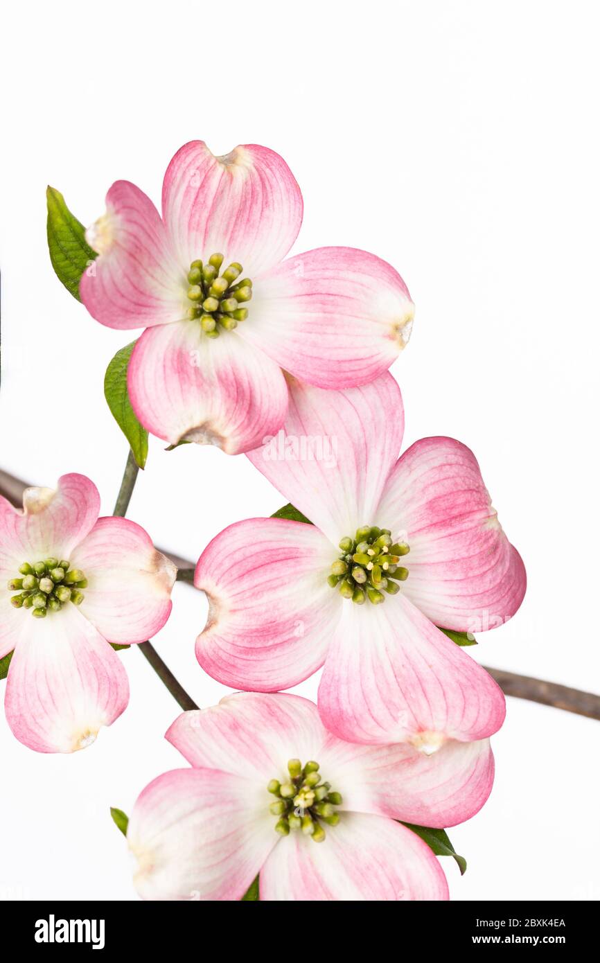 Spring flowering pink dogwood tree inflorescence close up with copy ...