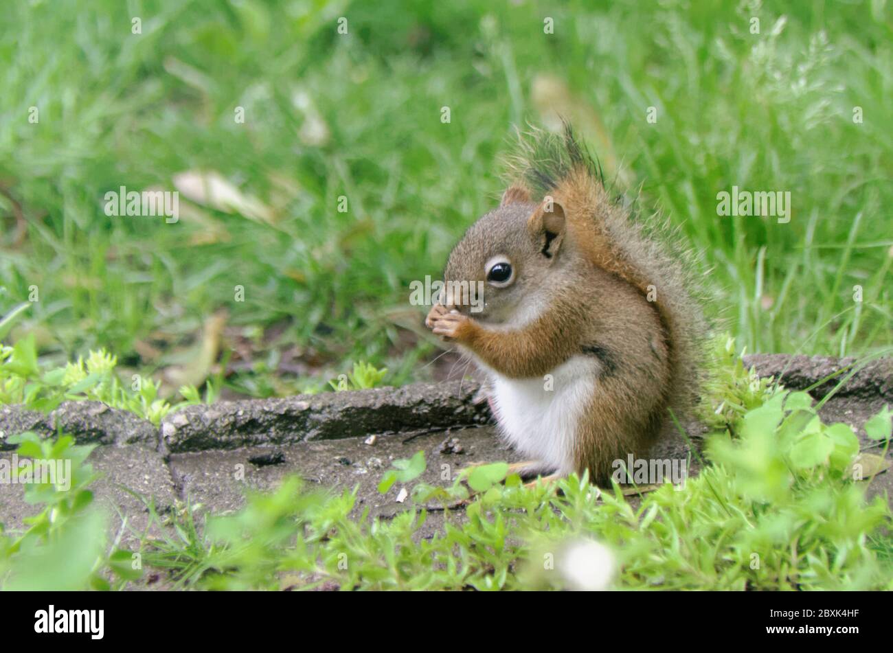 Ontario squirrel hi-res stock photography and images - Alamy