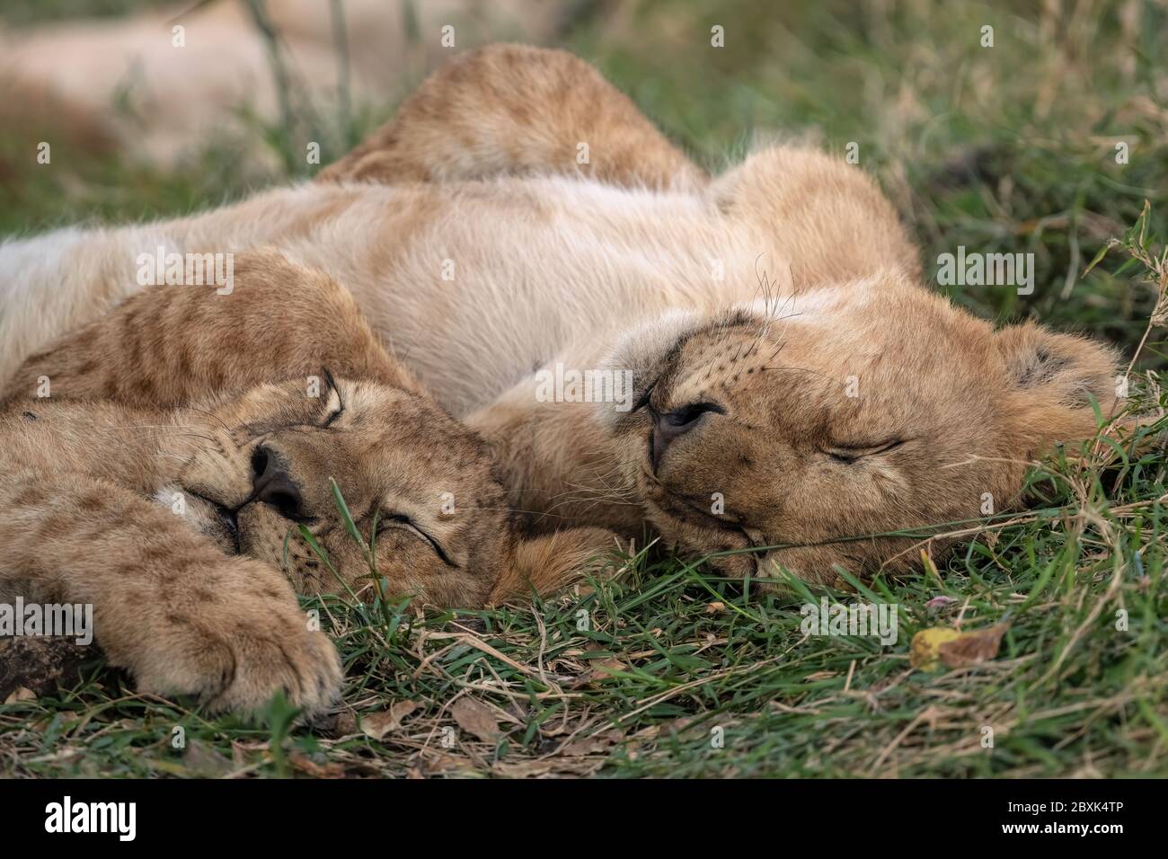 Lion Cubs Sleeping