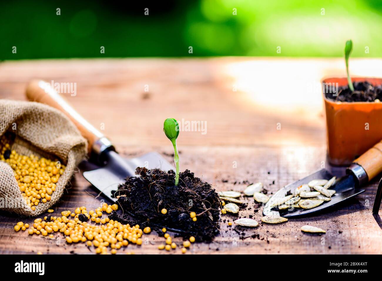 Home gardening when Lock down and Self-quarantine. Planting tree at ...
