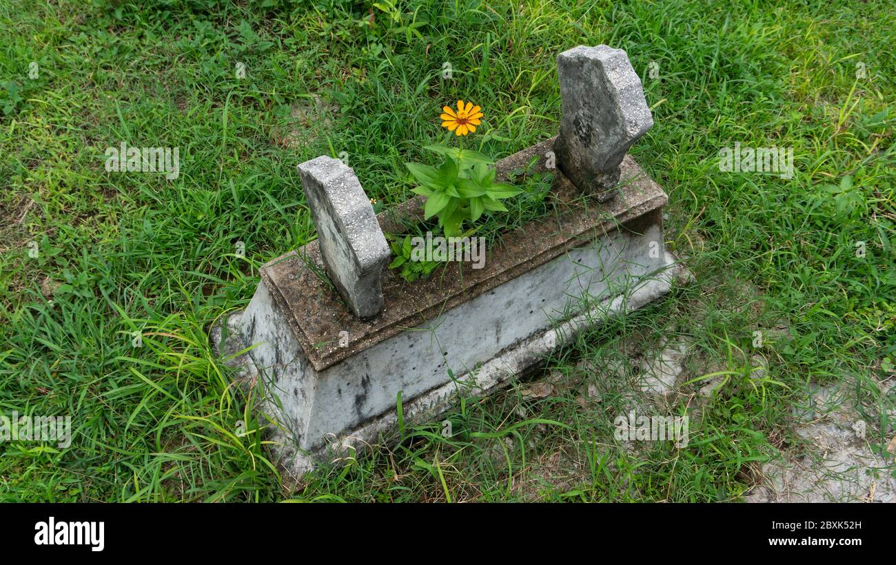 Common zinnia Flowers on a tomb. A symbol of death that gives a ...