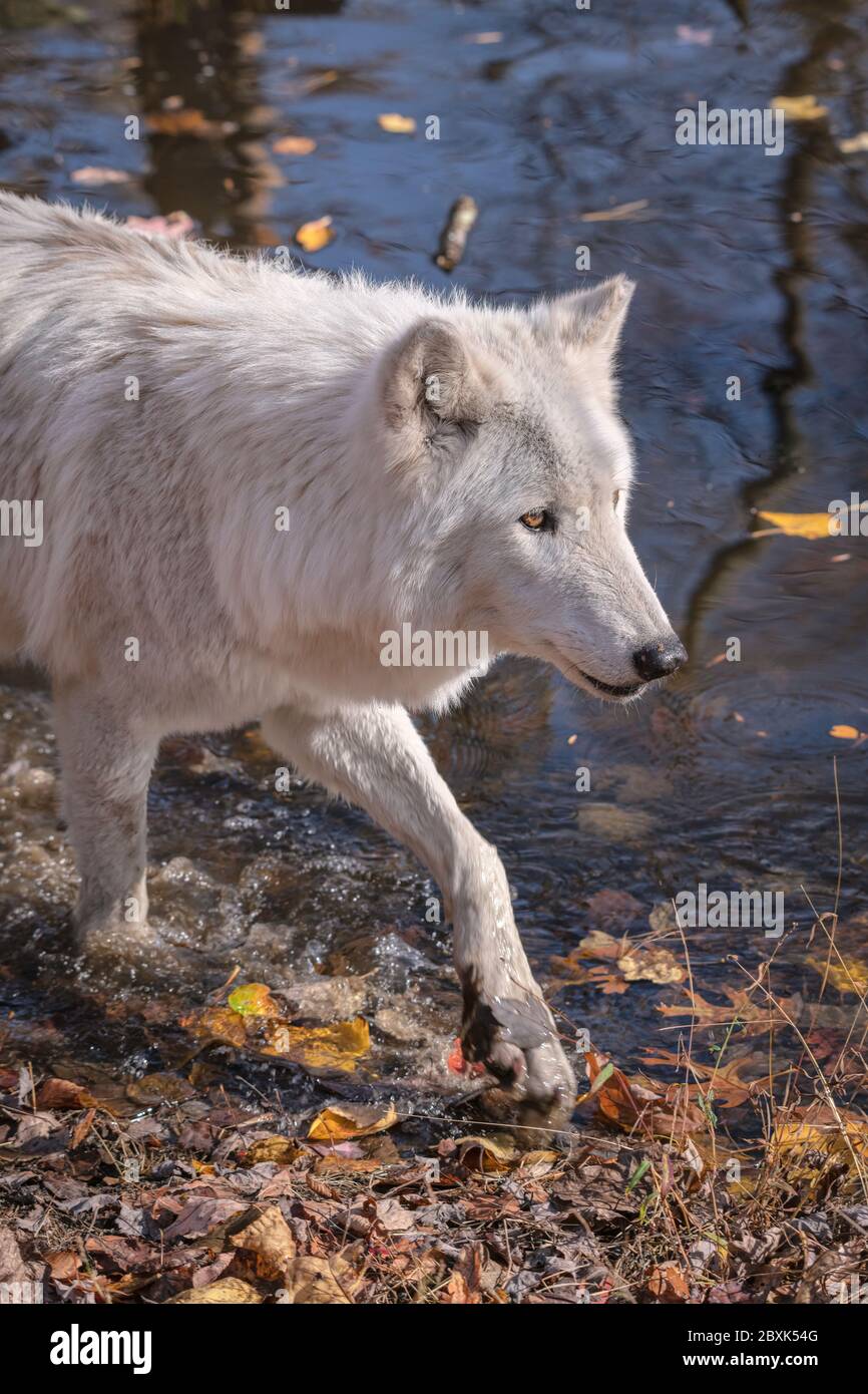 Gray wolf canis lupus wet with water hi-res stock photography and ...