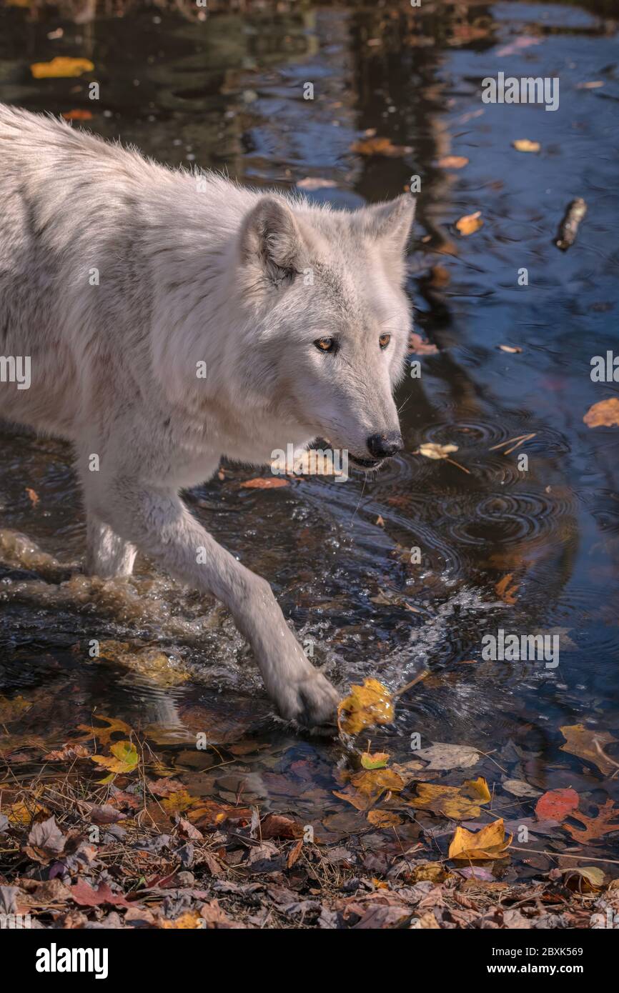 Portrait a wet wolf hi-res stock photography and images - Alamy