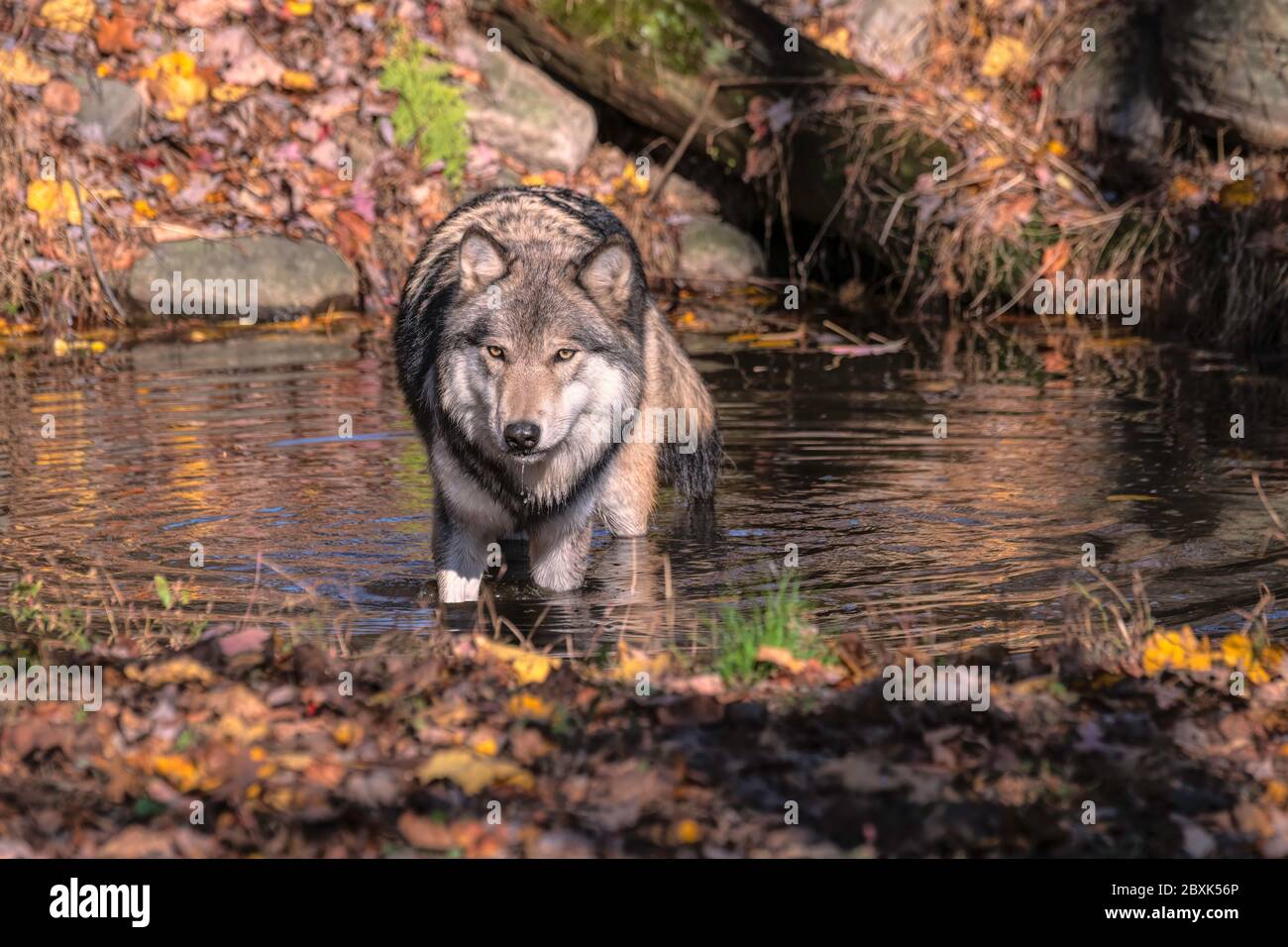 Portrait A Wet Wolf High Resolution Stock Photography and Images - Alamy