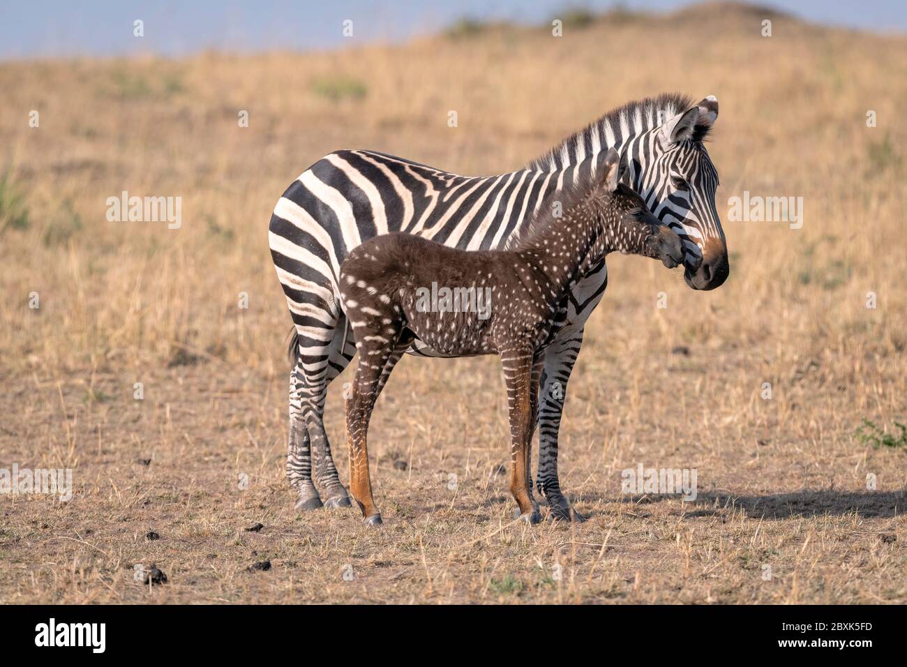Zebra With Spots