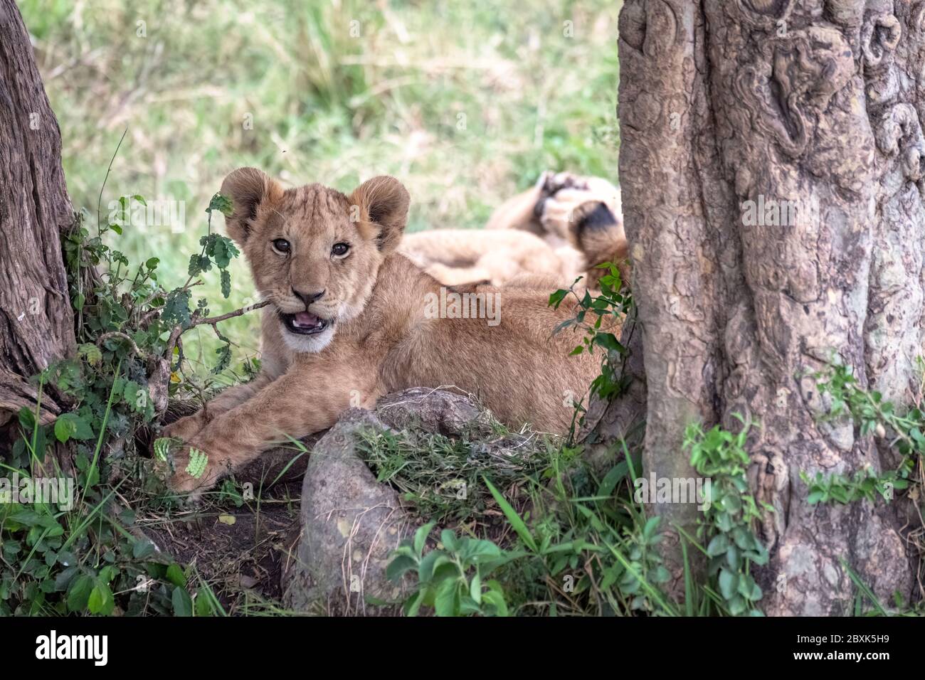 Cub chew hi-res stock photography and images - Alamy