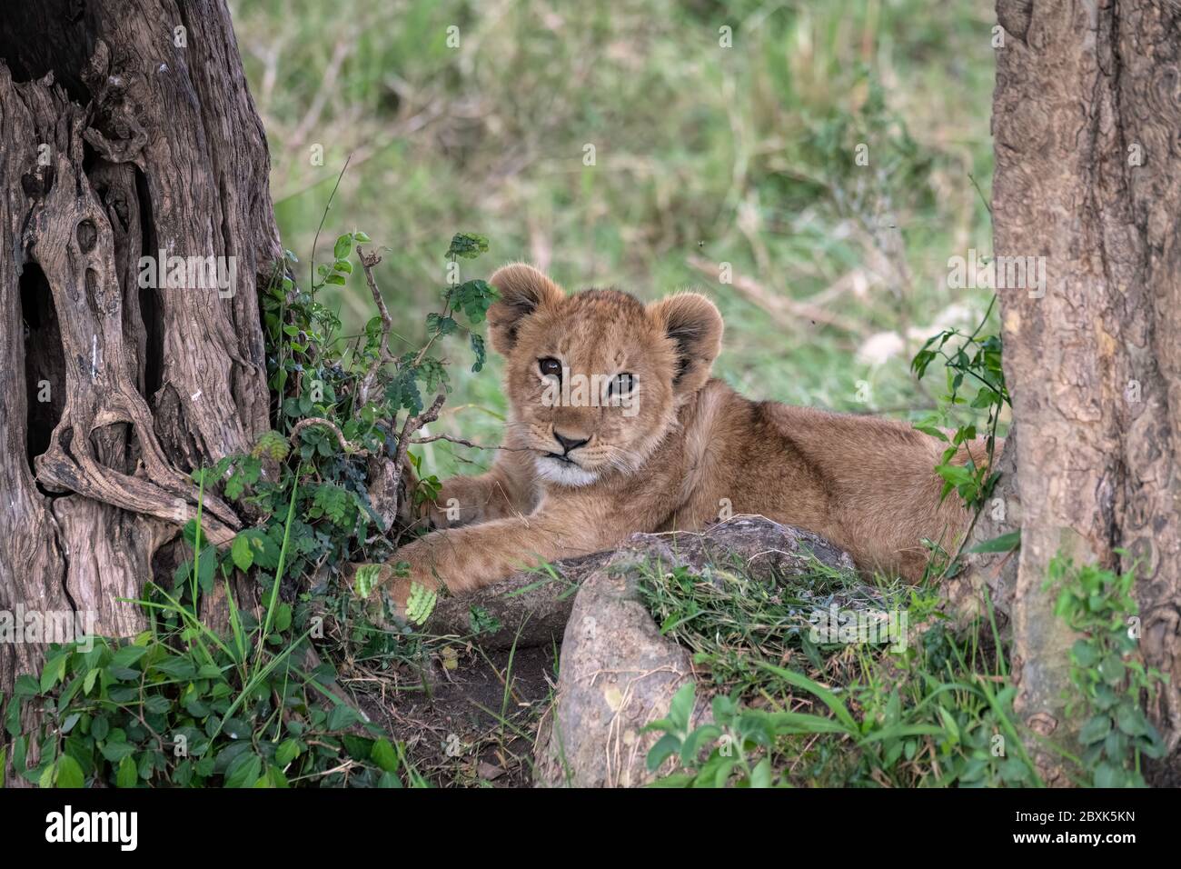 Lion cub chewing branch hi-res stock photography and images - Alamy