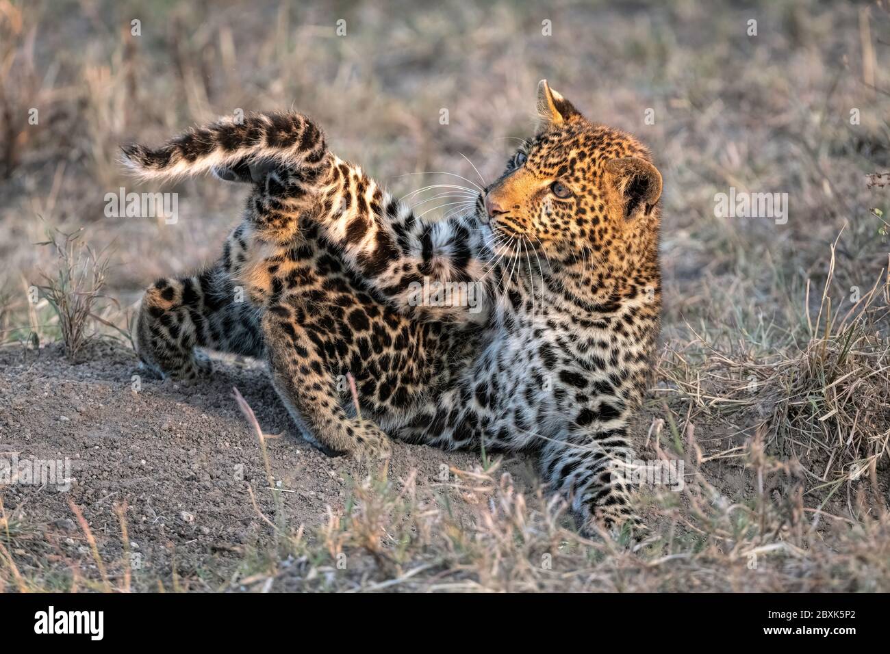 Cat Chasing Tail High Resolution Stock Photography and Images - Alamy
